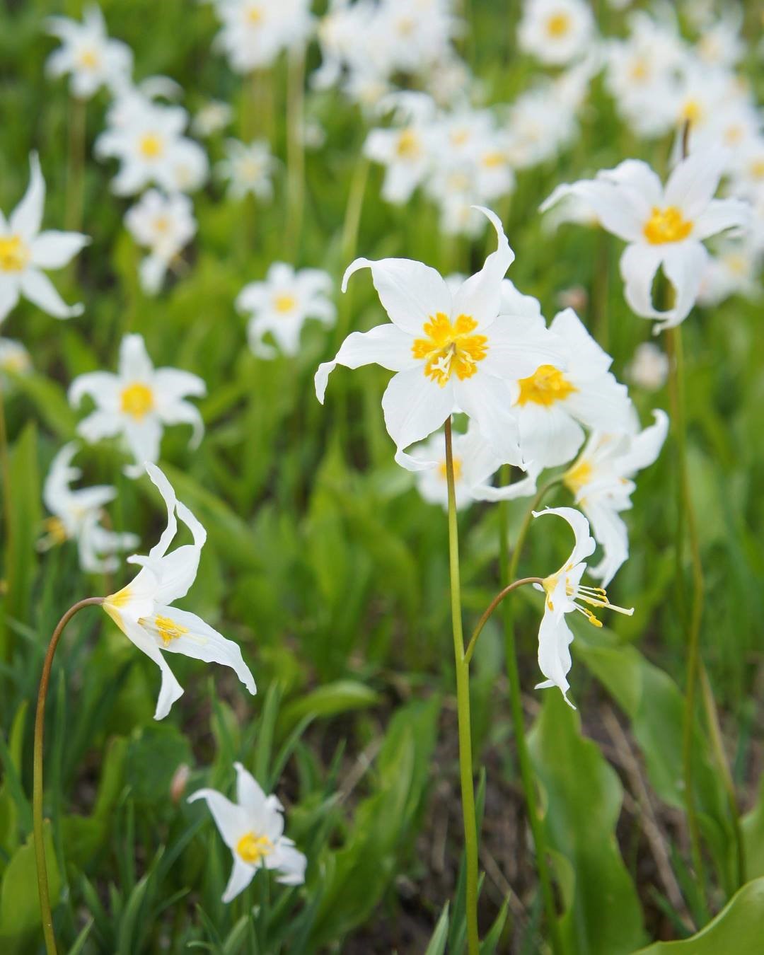 Kind Words | Hardwick Garden Design